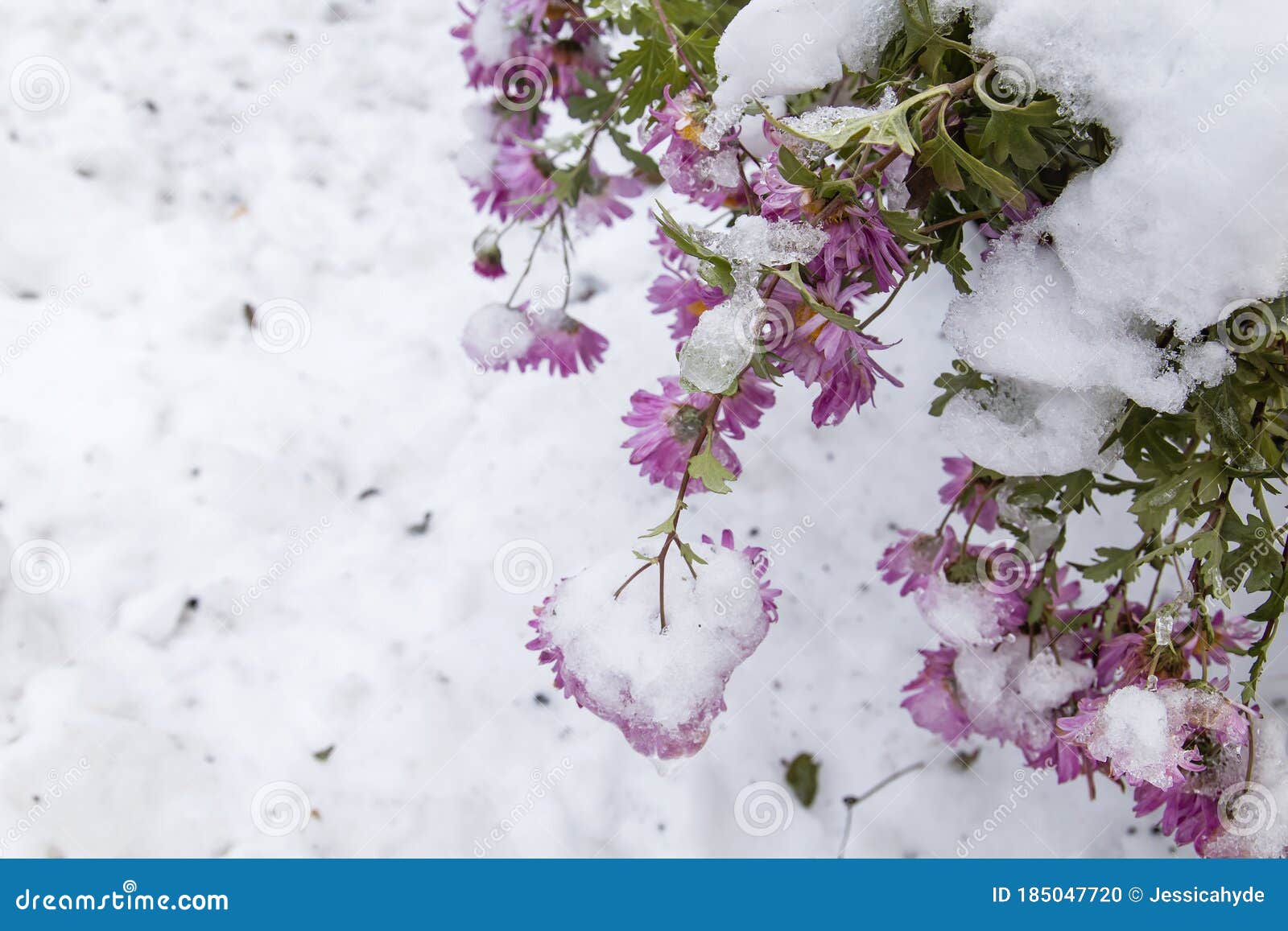 Pink Daisy Flowers Under the Snow Stock Photo - Image of asteraceae ...