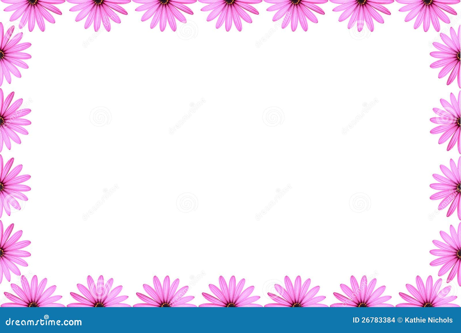 Pink Daisy Frame stock photo. Image of petal, plant, daisy - 26783384