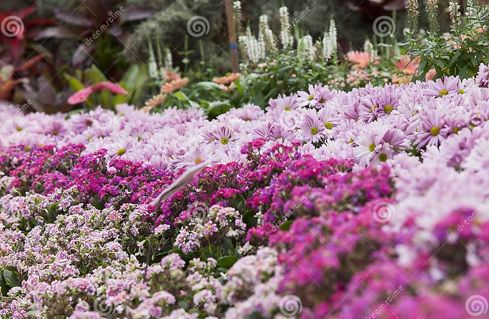 Pink daisy garden stock photo. Image of gardening, fluffy - 23532300