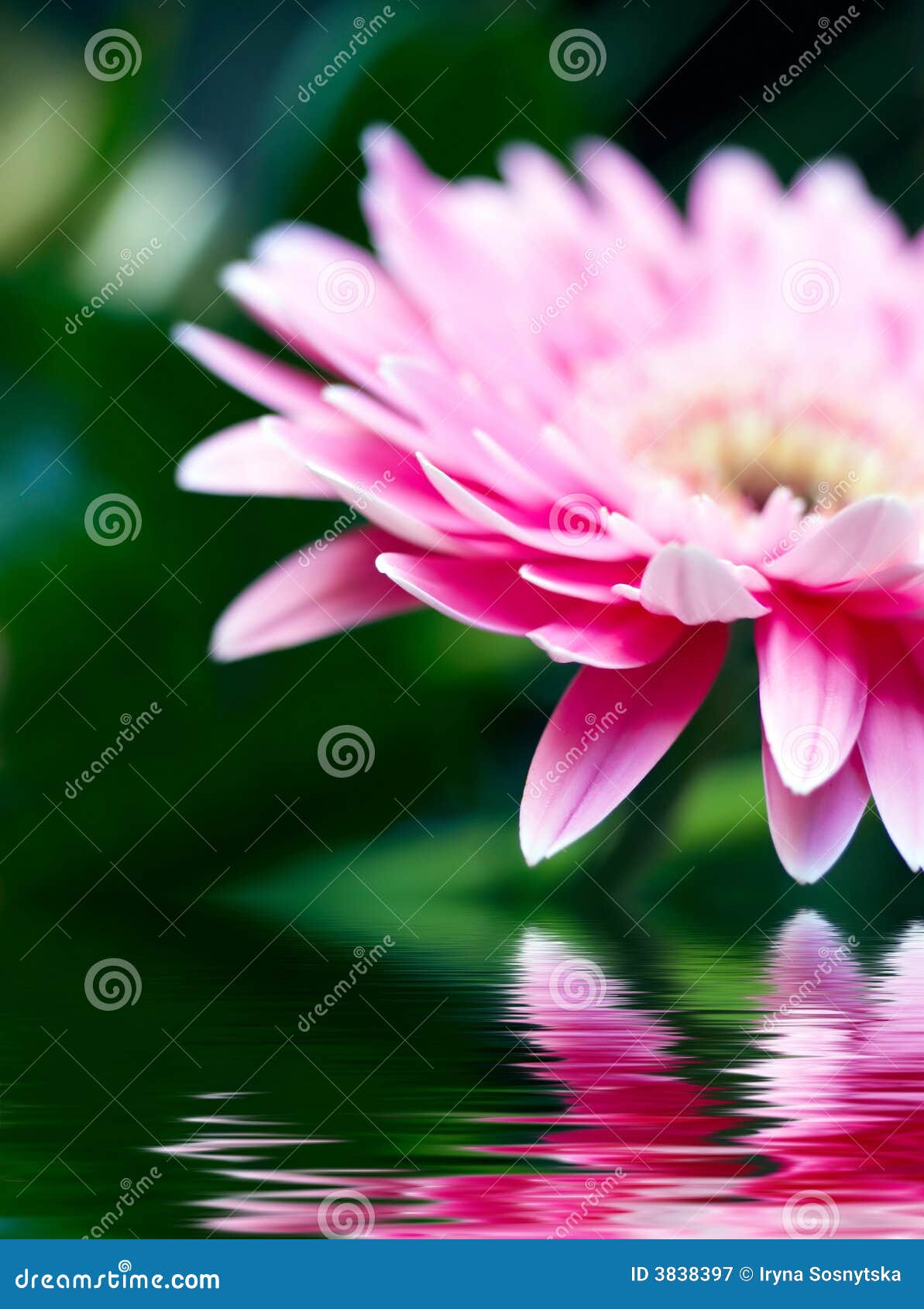 Pink Daisy-gerbera with Soft Focus Reflected in Th Stock Image - Image ...