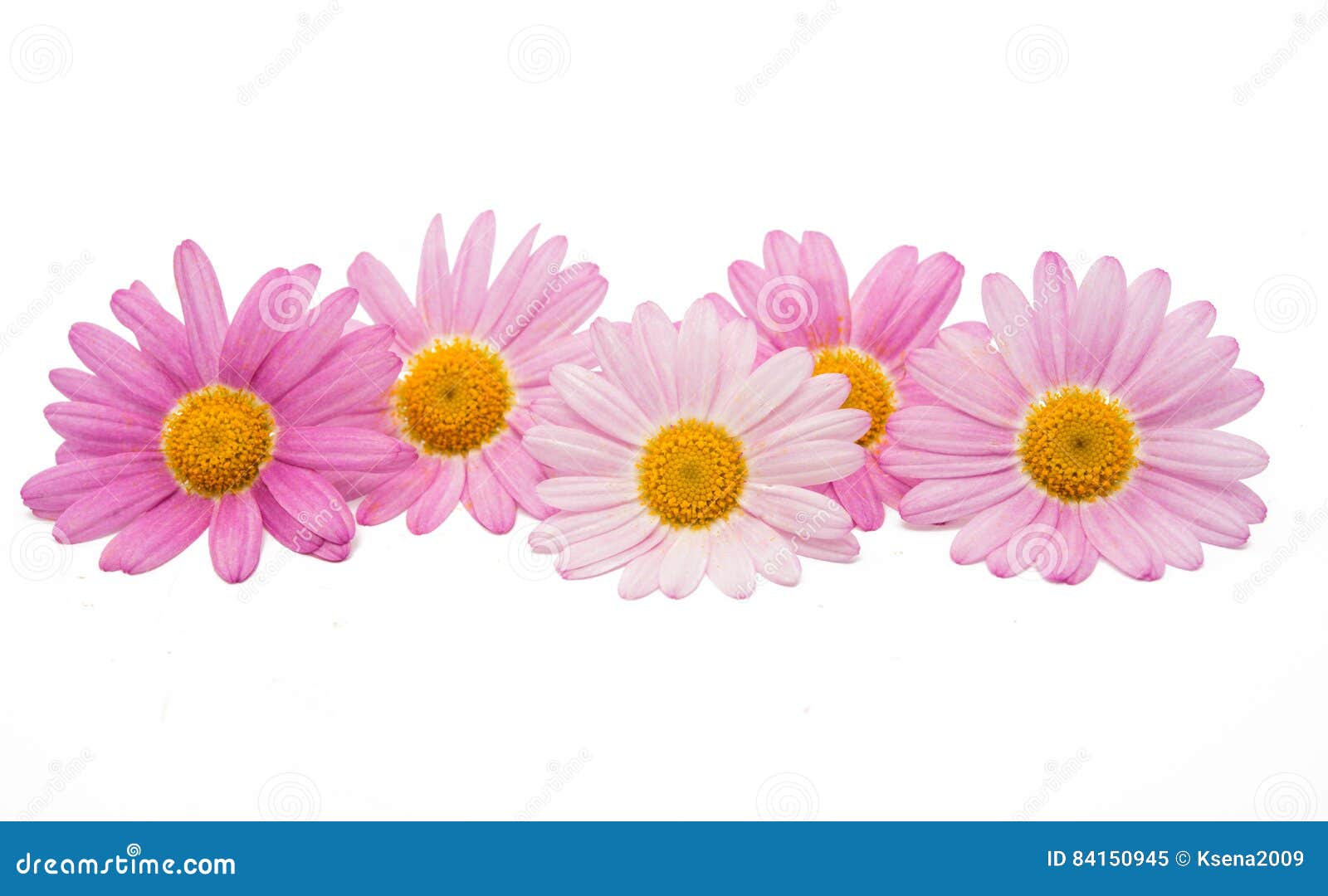 Pink daisy isolated stock image. Image of natural, design - 84150945