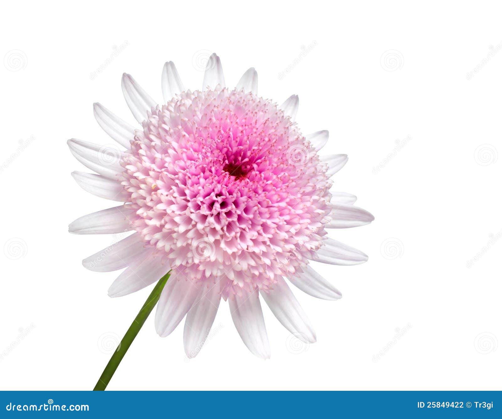 Pink Daisy with Large Center Flower Isolated Stock Photo - Image of ...