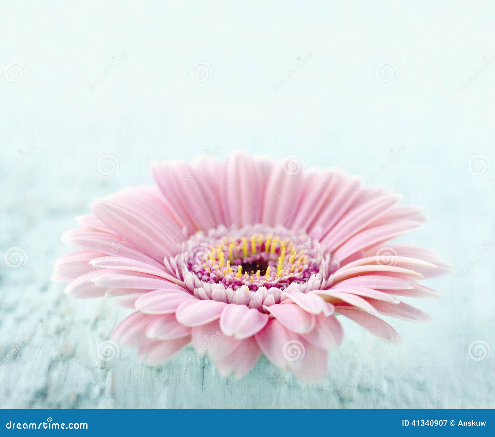 Light Pink Daisy Background