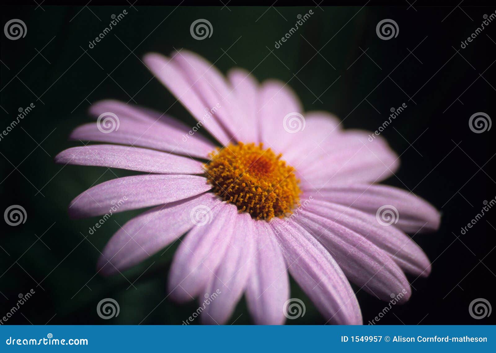 Pink Daisy Macro stock image. Image of pink, botanical - 1549957