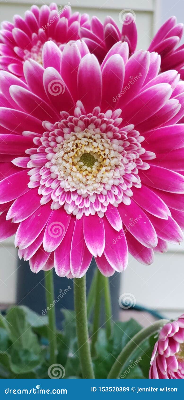 Pink Daisy stock image. Image of flower, daisy, outdoors - 153520889