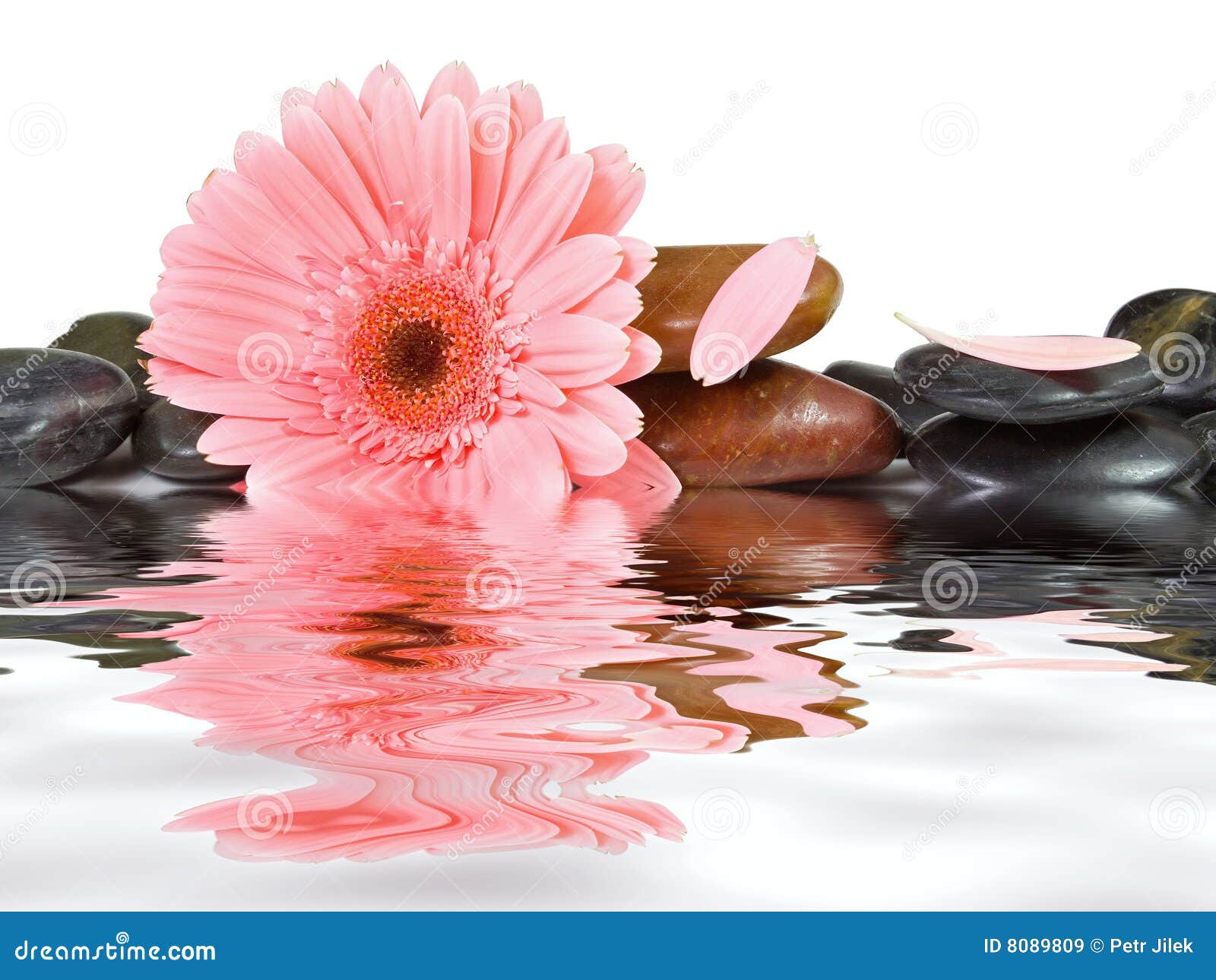 Pink daisy and spa stones stock image. Image of background - 8089809
