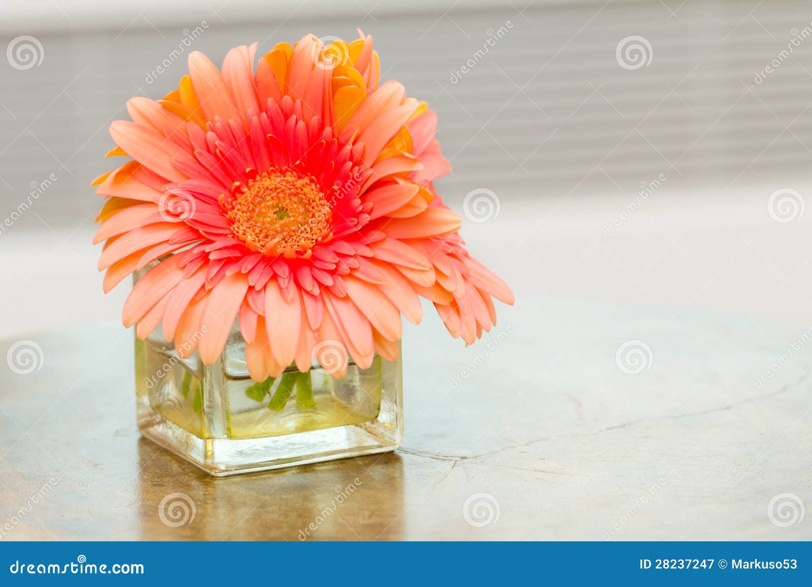 Pink Daisy in vase stock image. Image of natural, flower - 28237247