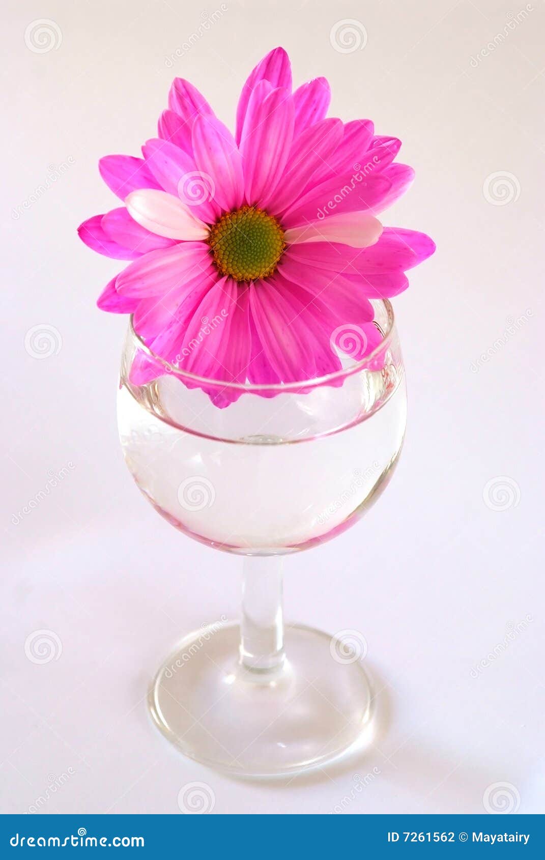Pink daisy in water stock photo. Image of cute, flower - 7261562