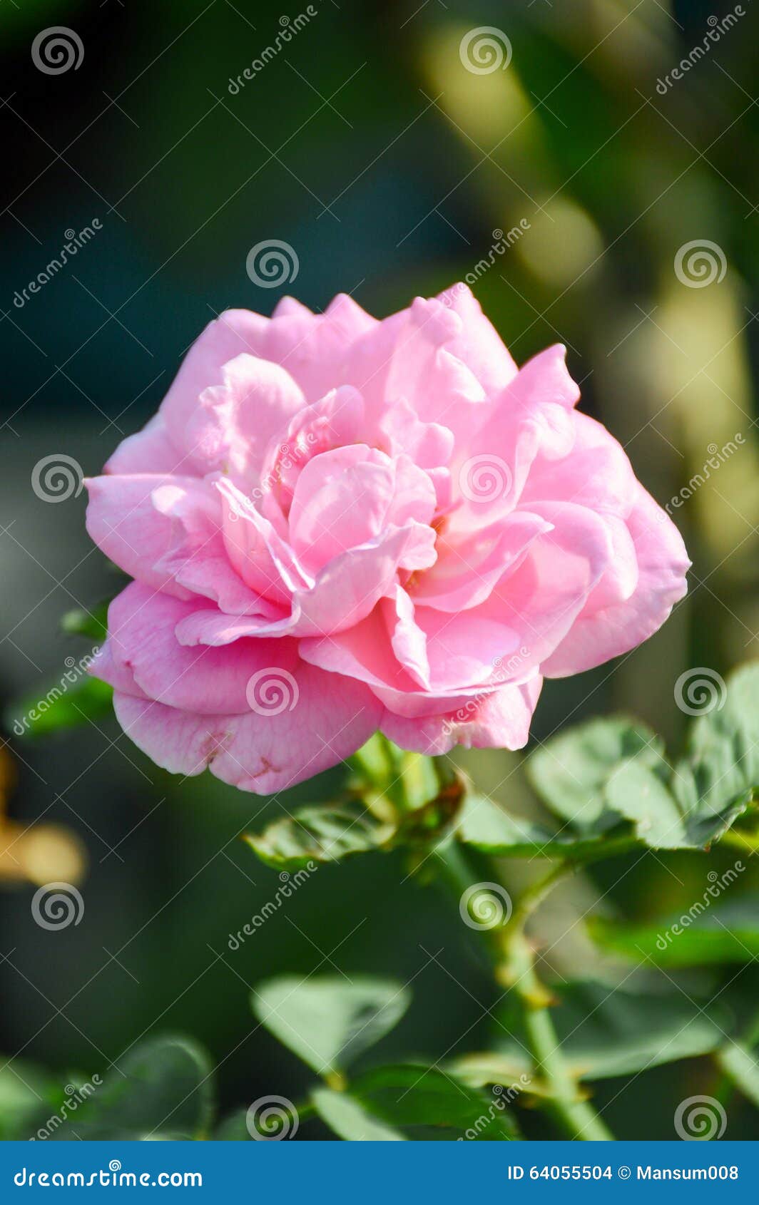 Pink damask rose flower stock photo. Image of blossom - 64055504