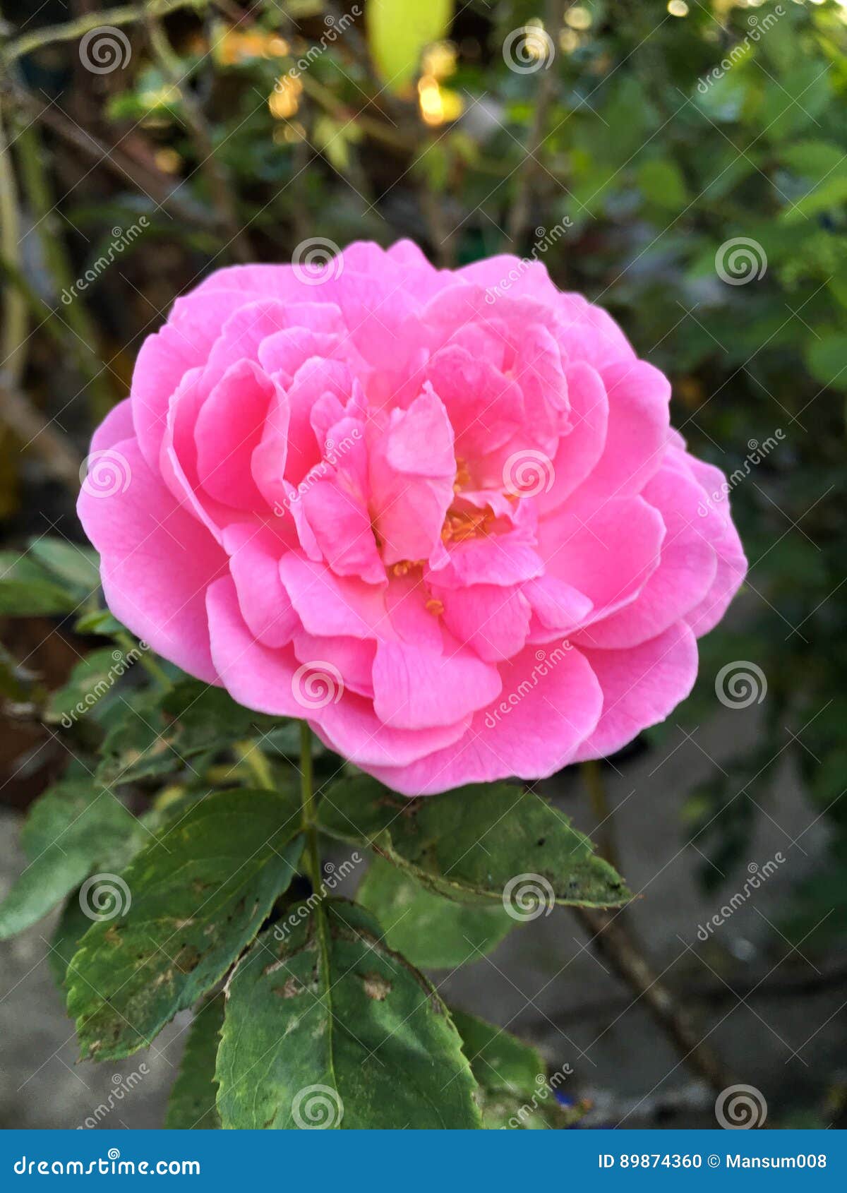 Pink damask rose flower stock photo. Image of fresh, rose - 89874360
