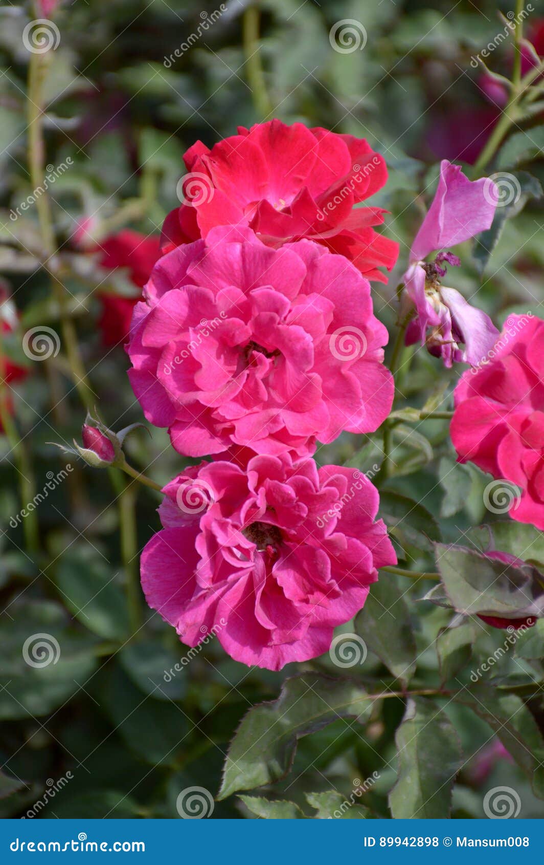 Pink damask rose flower stock photo. Image of petal, damascena - 89942898