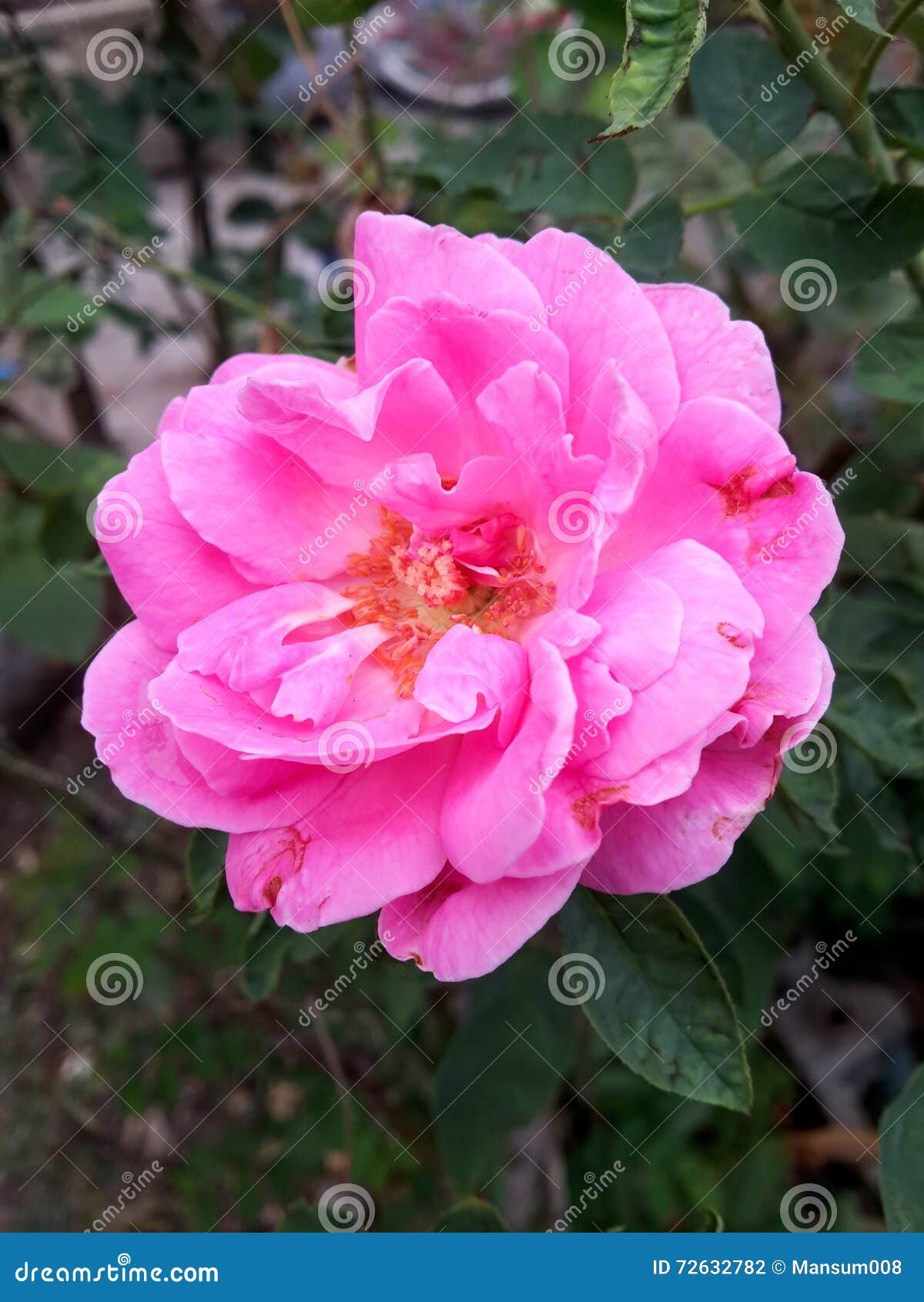 Pink damask rose flower stock photo. Image of growth - 72632782