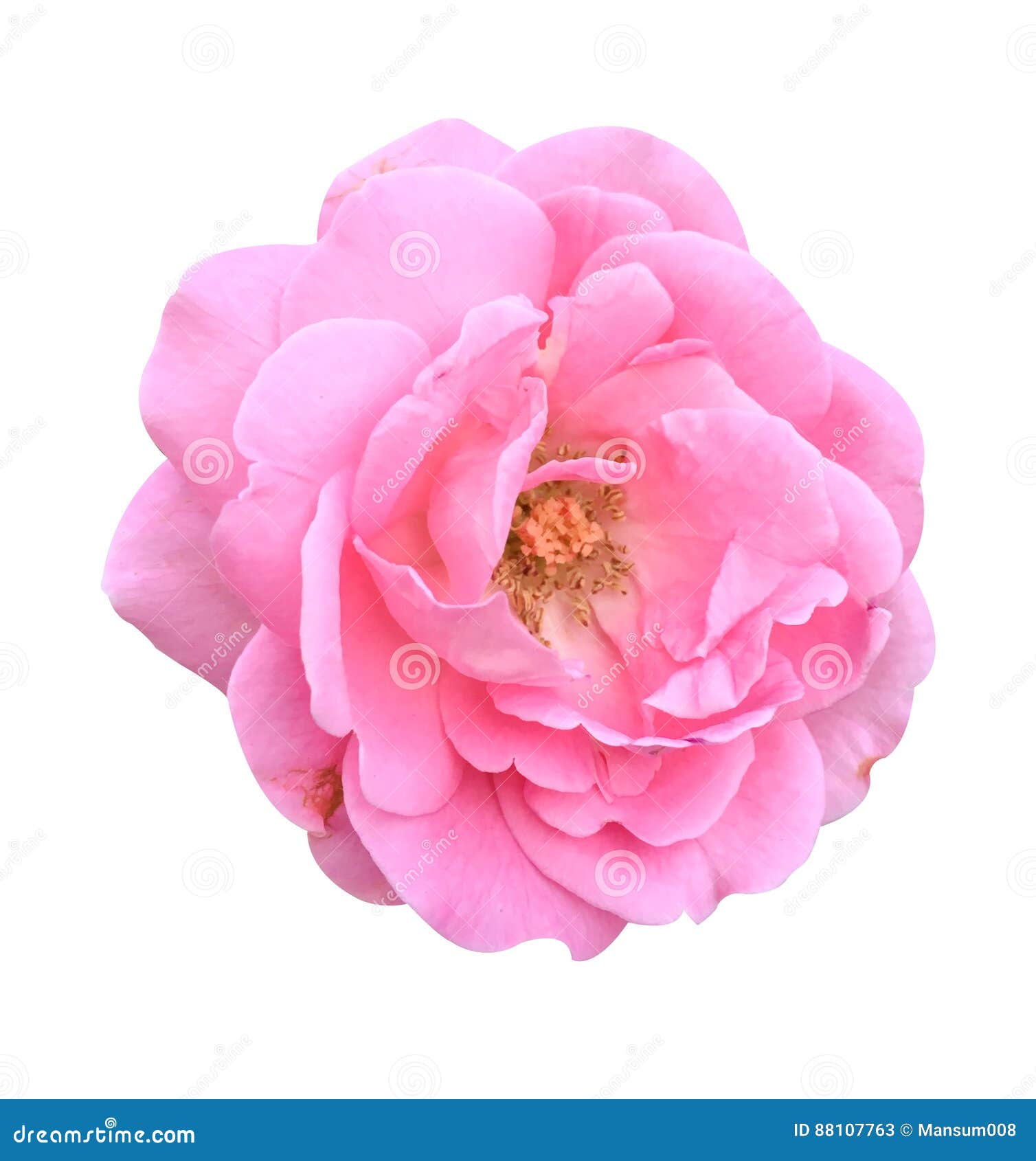 Pink damask rose flower stock image. Image of bloom, petal - 88107763