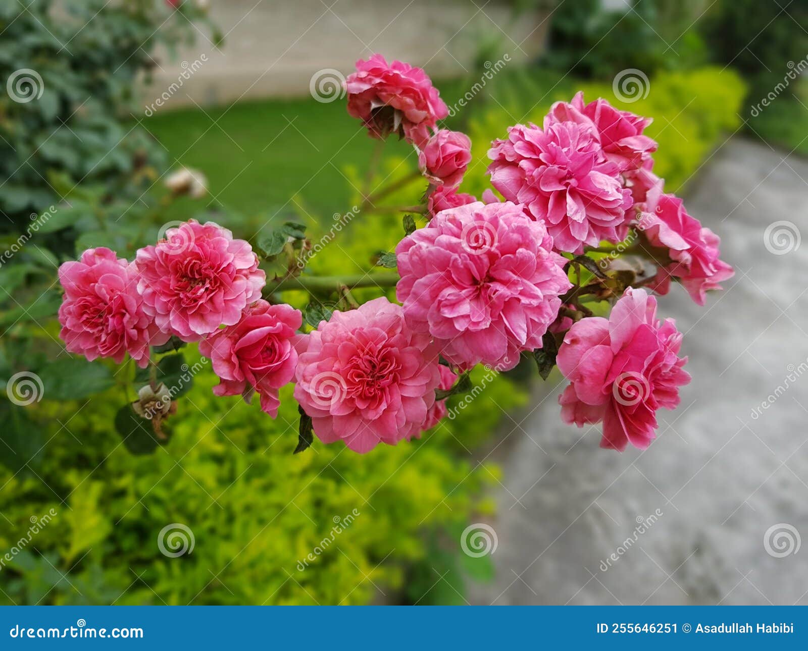 Pink Damask Rose Flowers in the Garden Stock Image - Image of damask ...