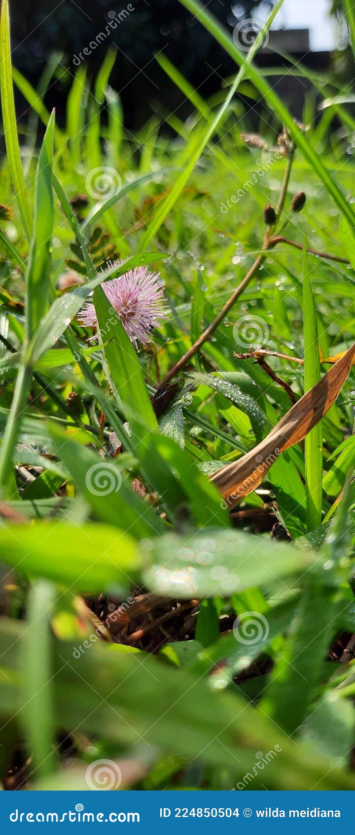 Pink Dandelion on Green Grass Micro Shoot Stock Photo - Image of micro ...