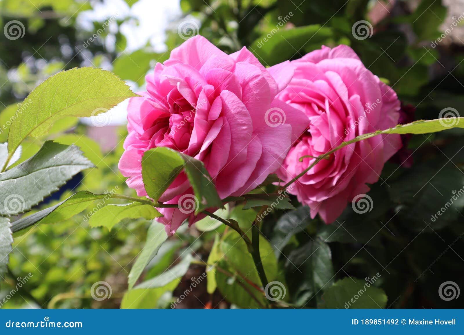 Pink david Austin roses stock photo. Image of beauty - 189851492