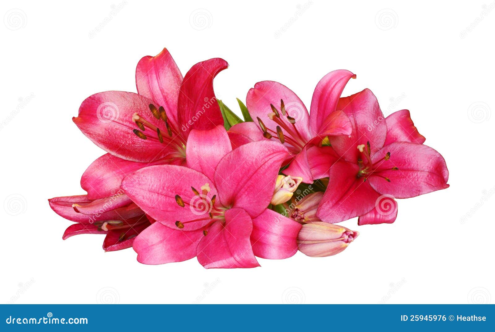 Pink day lilies stock photo. Image of rich, pink, flower - 25945976