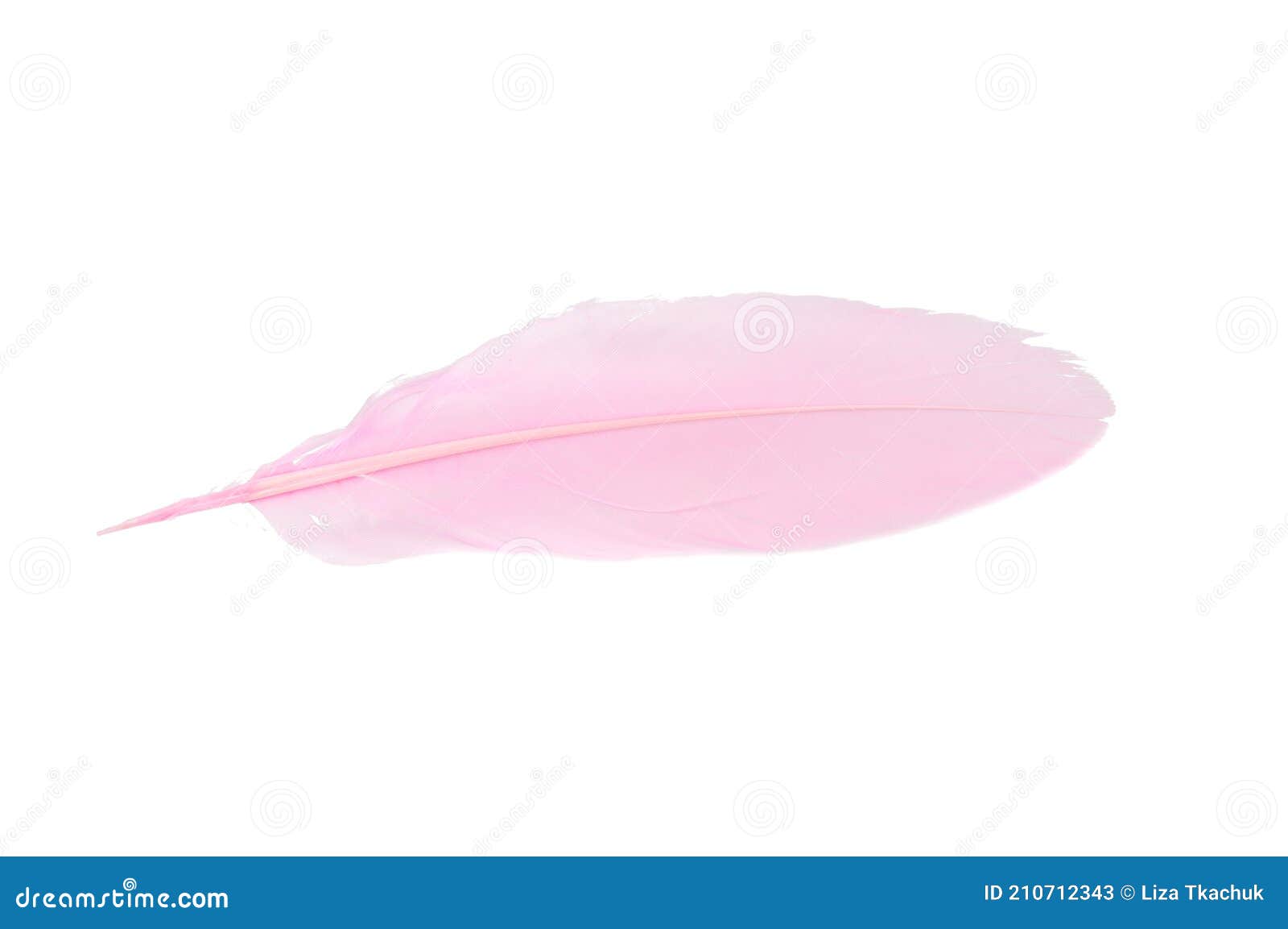 Pink Decorative Bird Feather Isolated on the White Background Stock ...