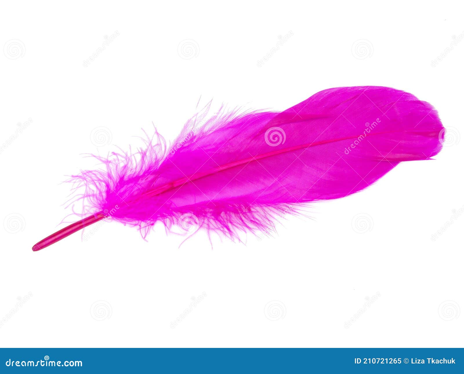 Pink Decorative Bird Feather Isolated on the White Background Stock ...
