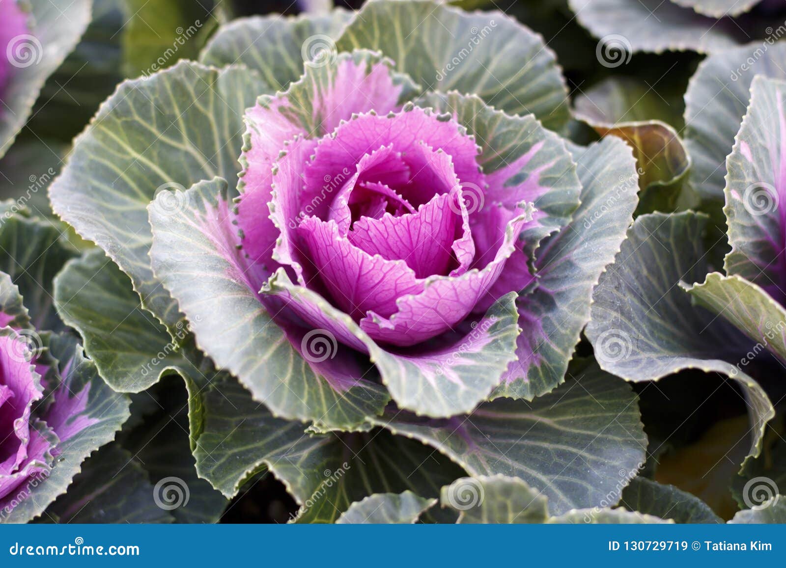Pink Decorative Cabbage Close-up, Natural Background Stock Image ...