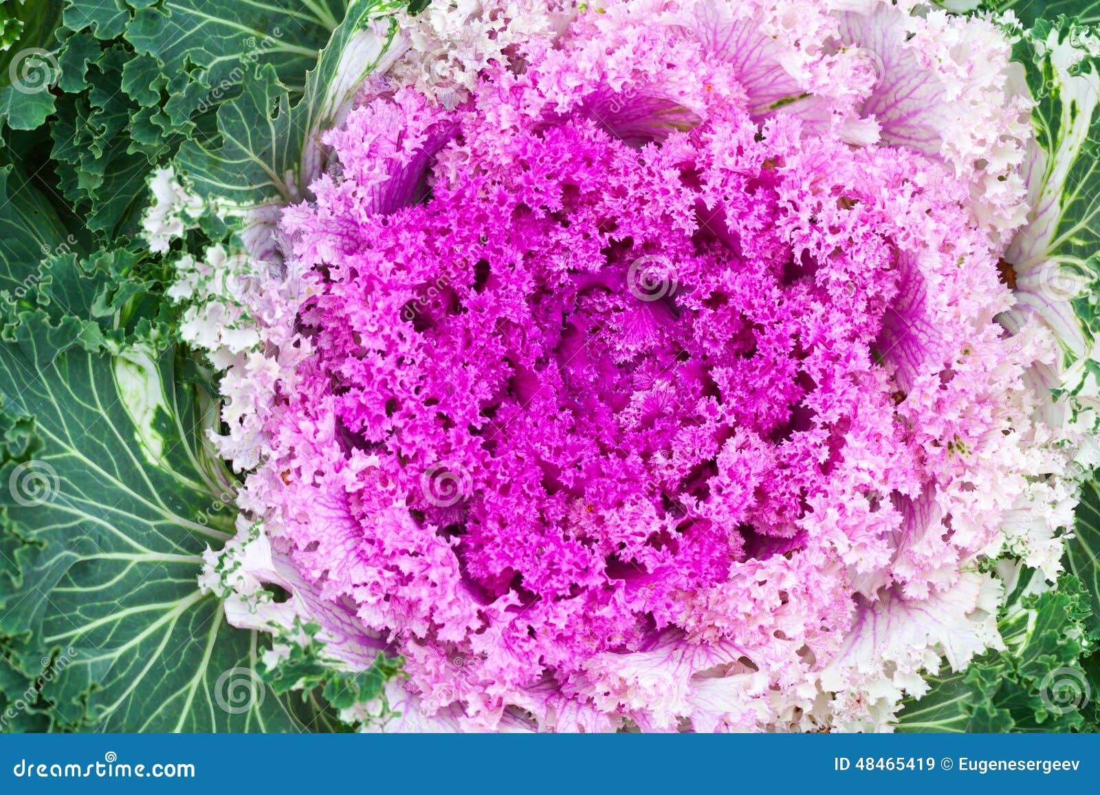 Pink Decorative Cabbage, Macro Photo Stock Image - Image of kale ...