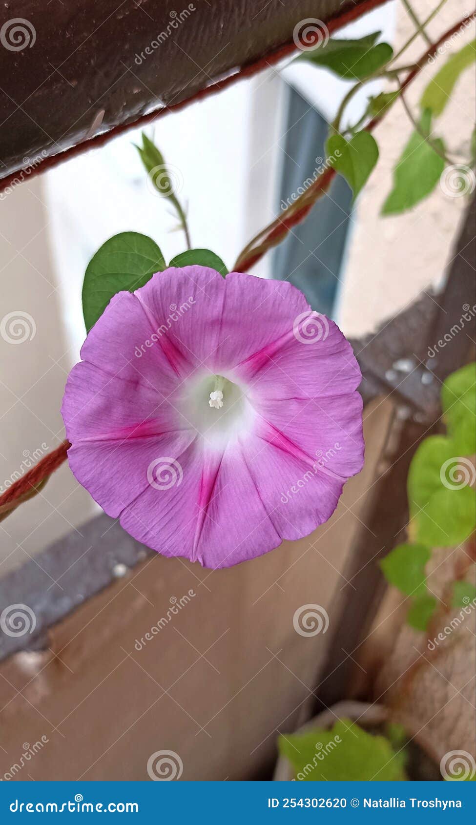 Pink Decorative Flower Beautiful Texture Background, Spring Blooming ...