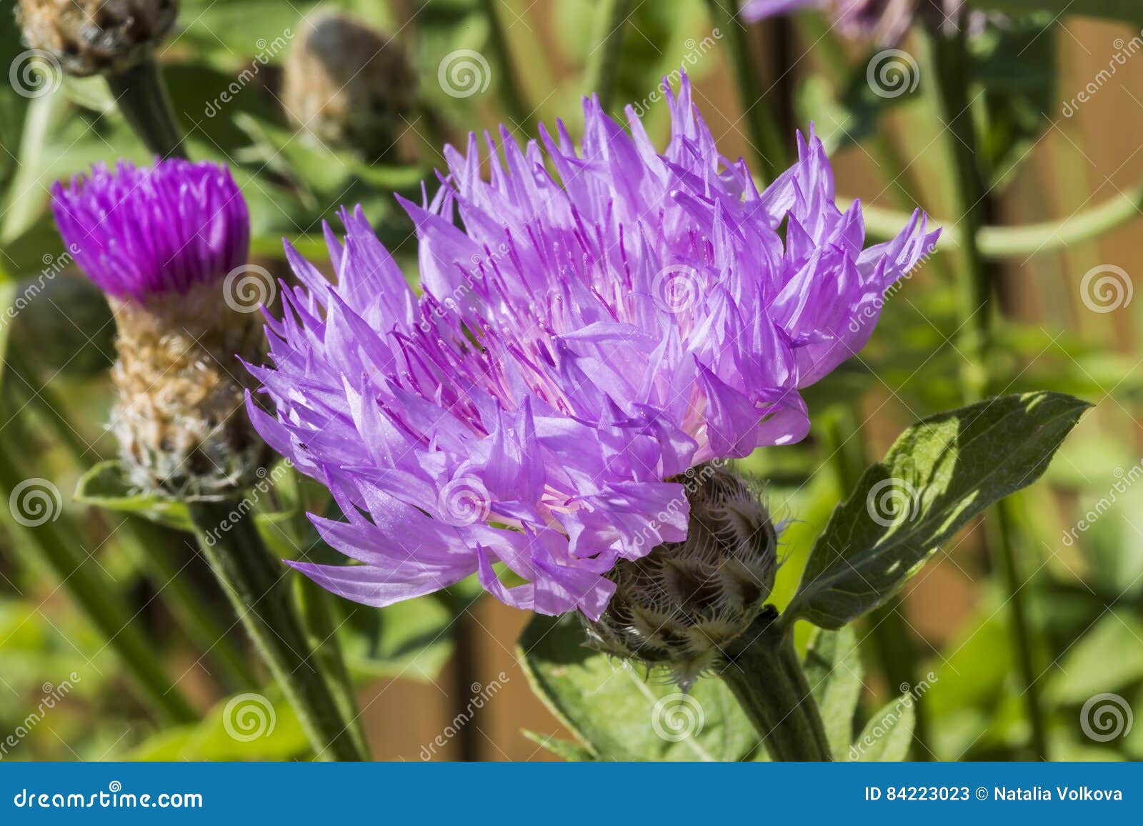 Pink Decorative Flower Cornflower Stock Image - Image of pink ...