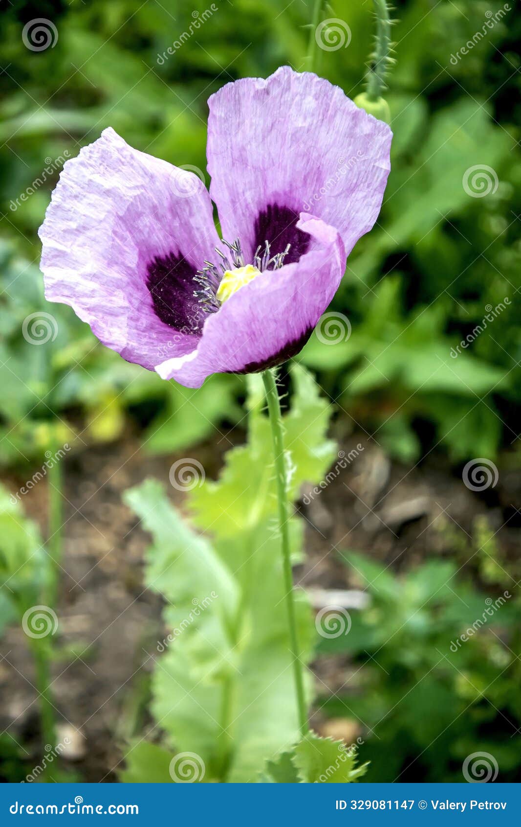 Pink Decorative Poppy in the Garden on the Garden Bed Stock Image ...