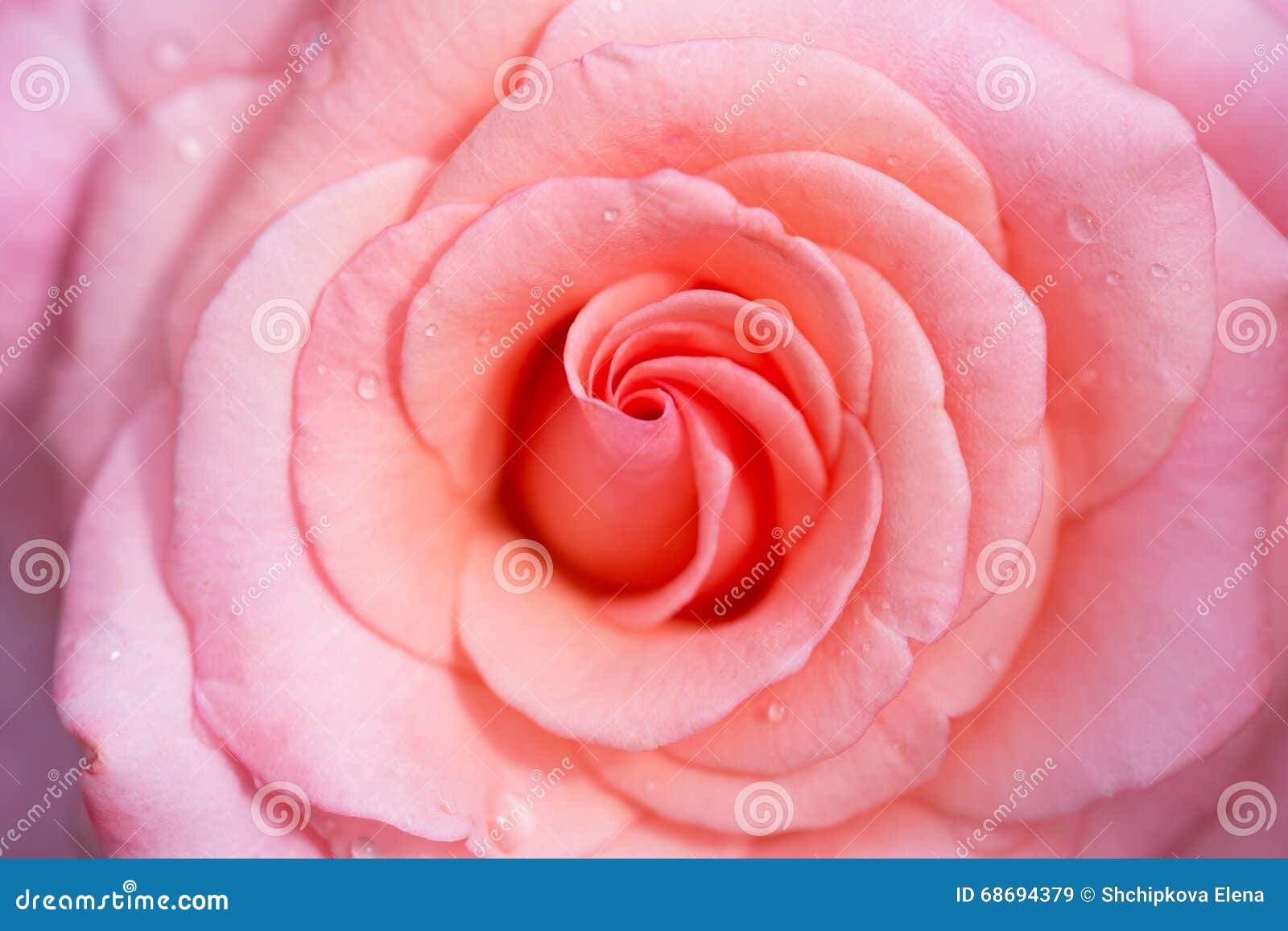 Pink delicate rose stock image. Image of spring, anniversary - 68694379