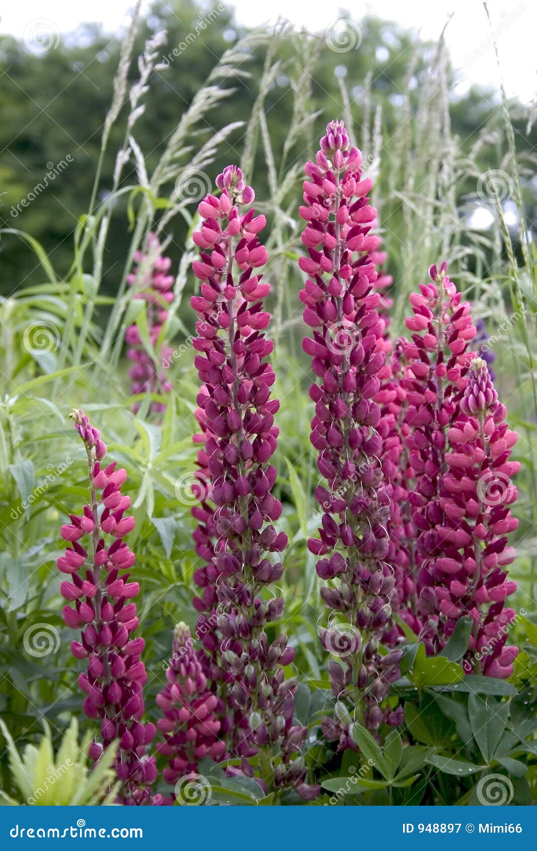 Pink delphinium stock image. Image of flora, lackspur, herbaceous - 948897