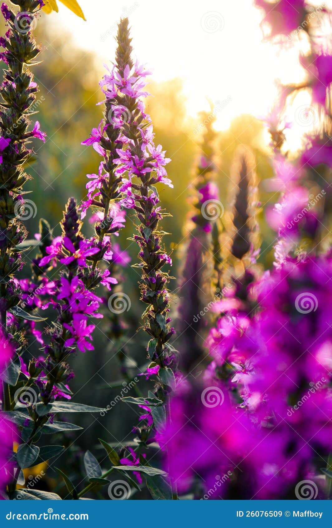 Pink delphinium flowers stock image. Image of pink, grow - 26076509