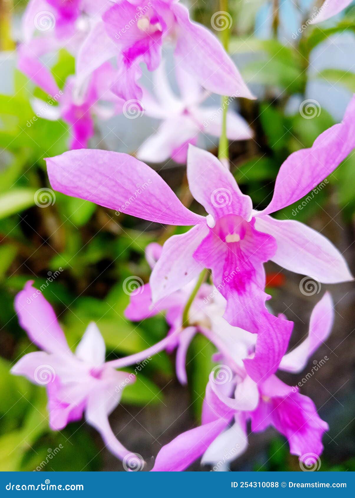 The Pink dendro stock photo. Image of pink, flower, garden - 254310088