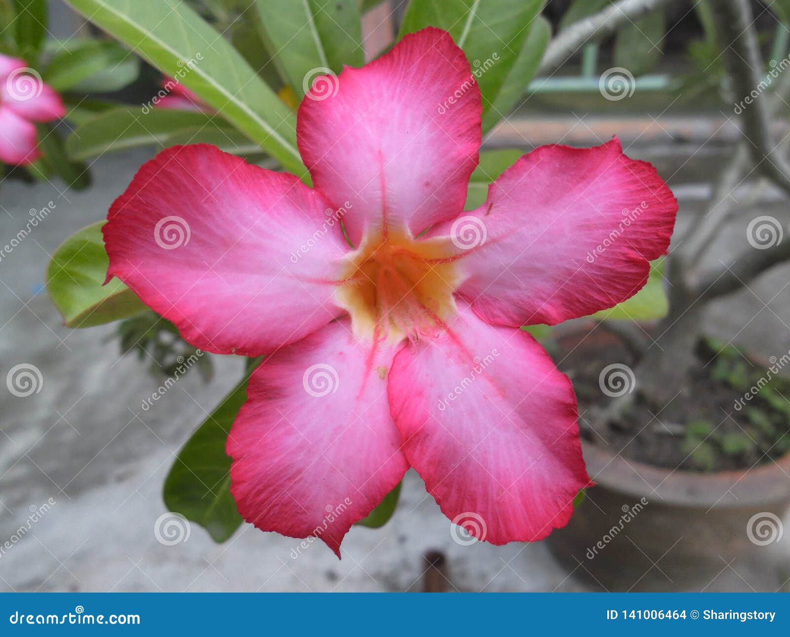 Pink Desert Rose stock photo. Image of growth, bloom - 141006464
