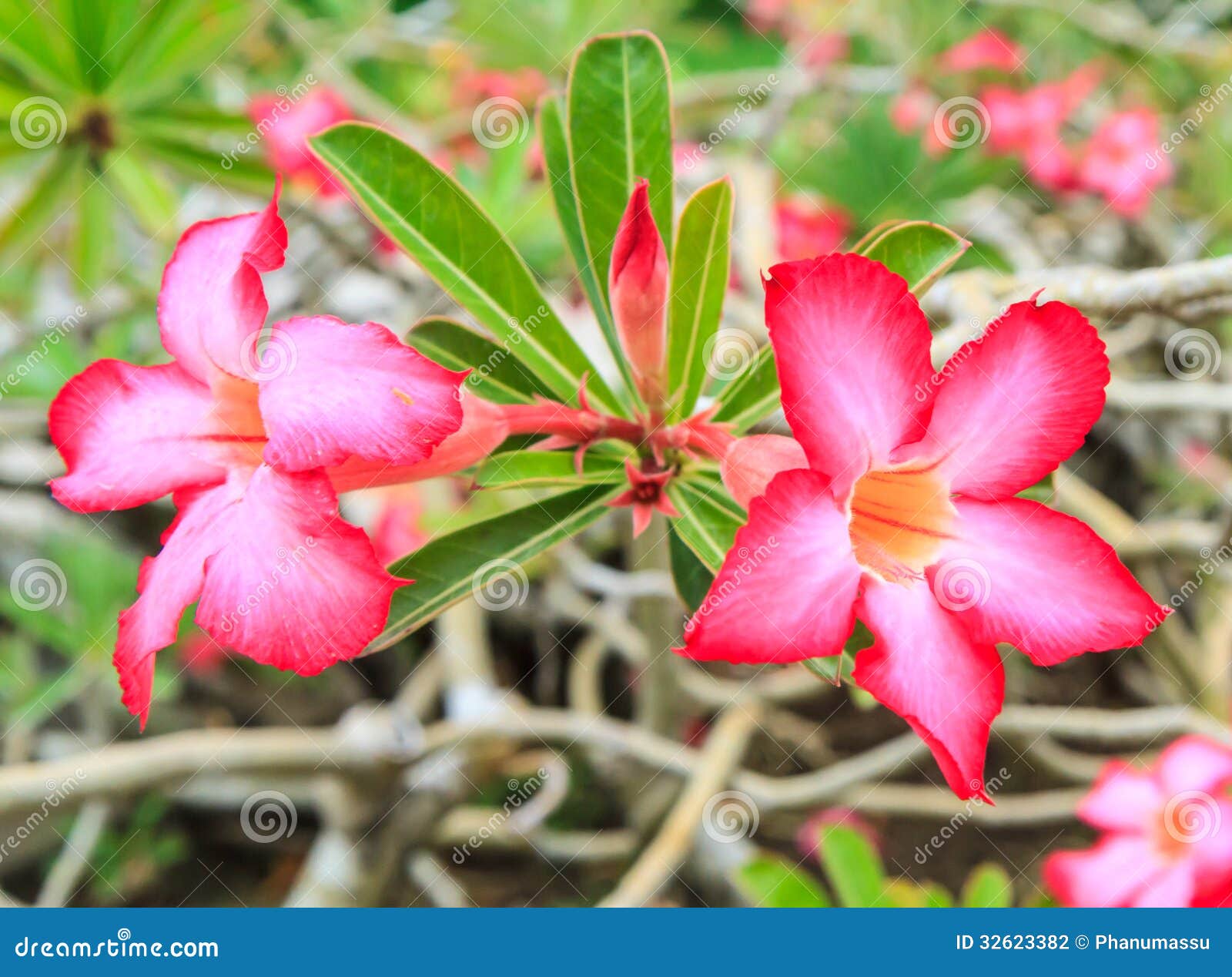 Pink desert rose stock photo. Image of beautiful, adenium - 32623382