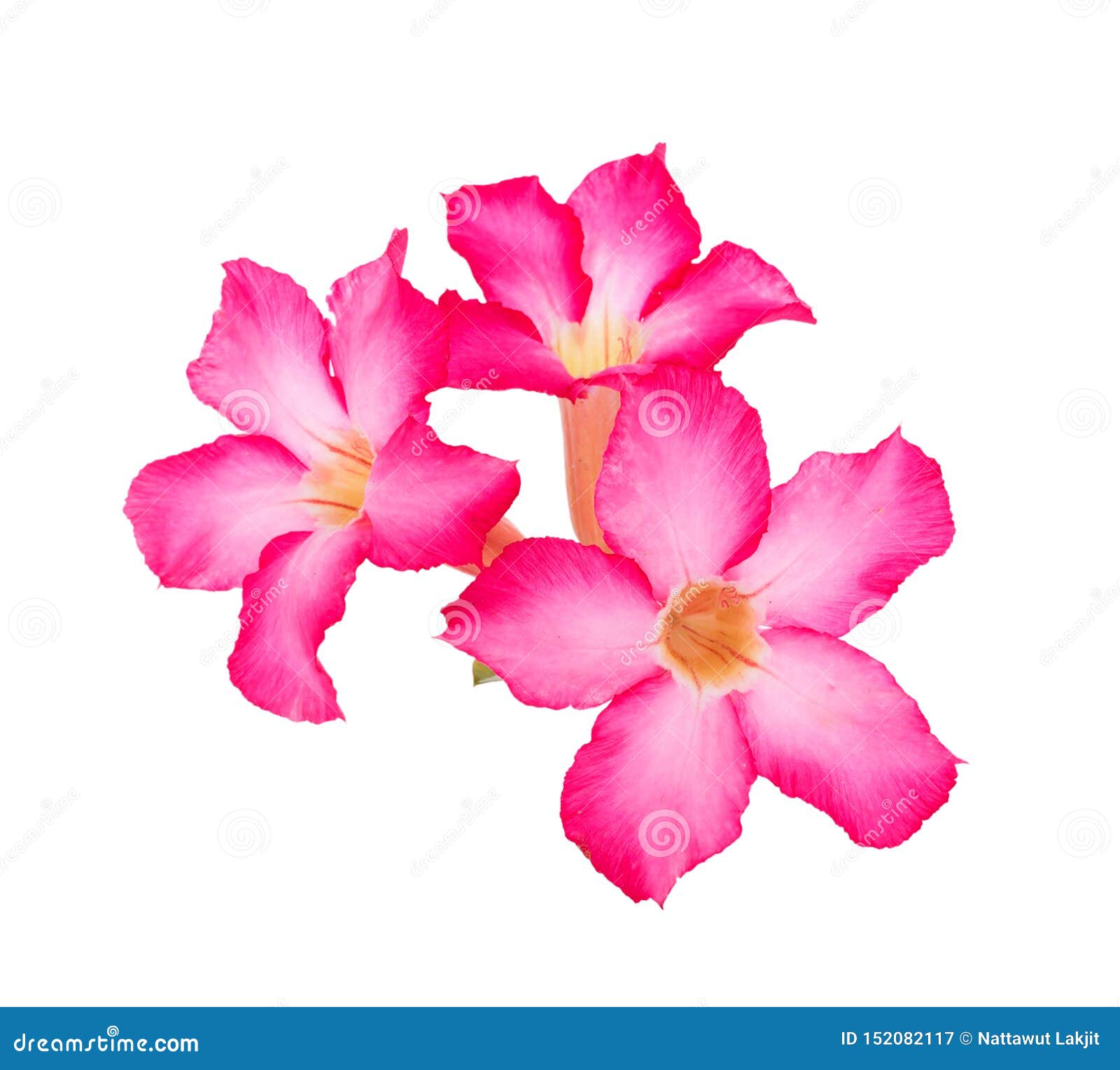Pink Desert Rose Flower on White Background Stock Image - Image of ...