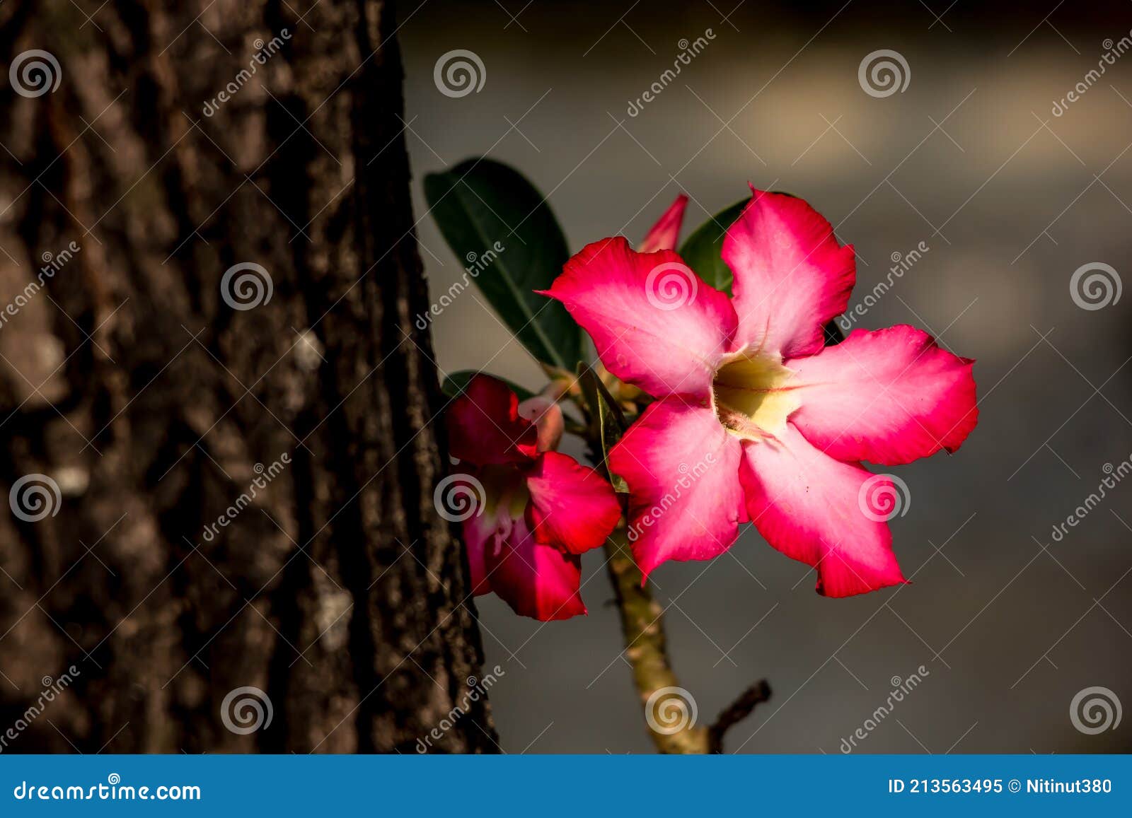 Pink Desert rose flowers stock image. Image of color - 213563495