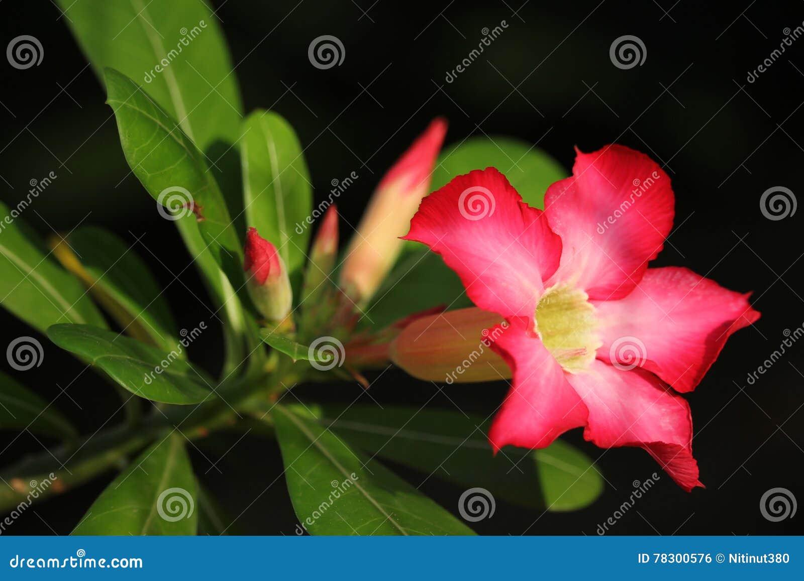 Pink Desert rose flowers stock photo. Image of growth - 78300576