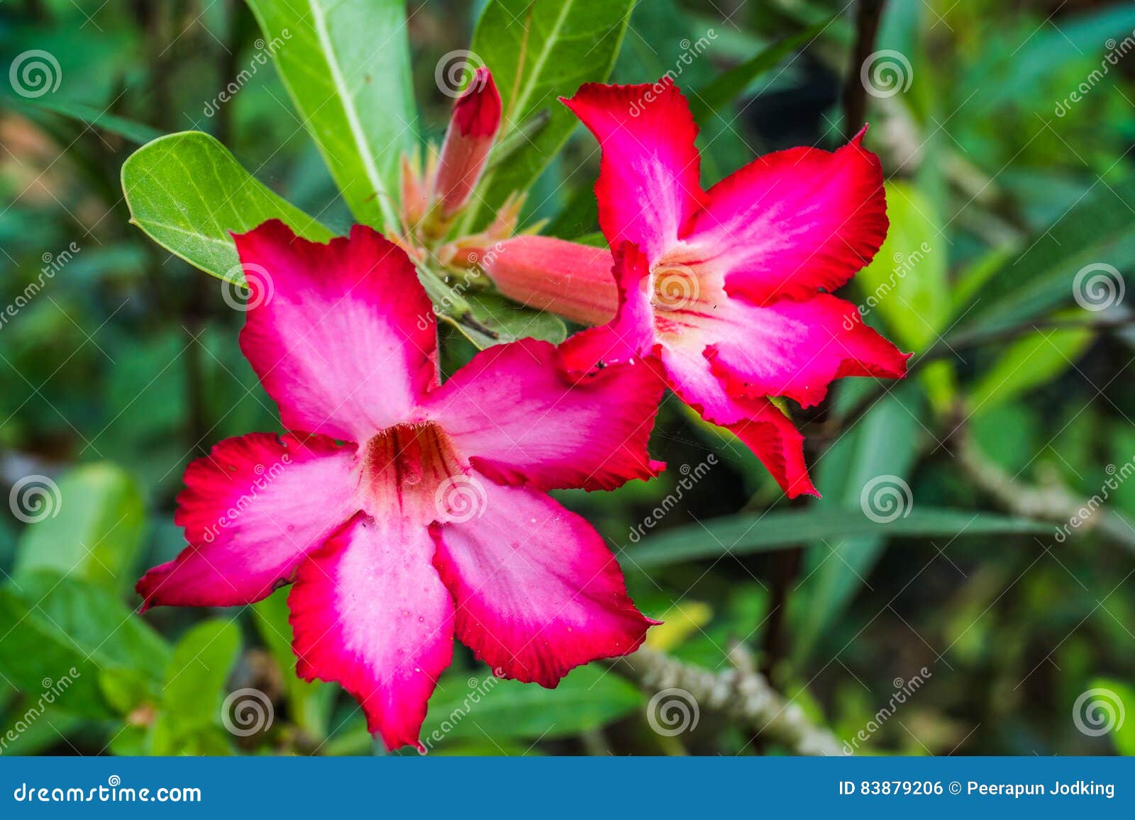 Pink Desert Rose with Gossamer in Garden Stock Photo - Image of garden ...