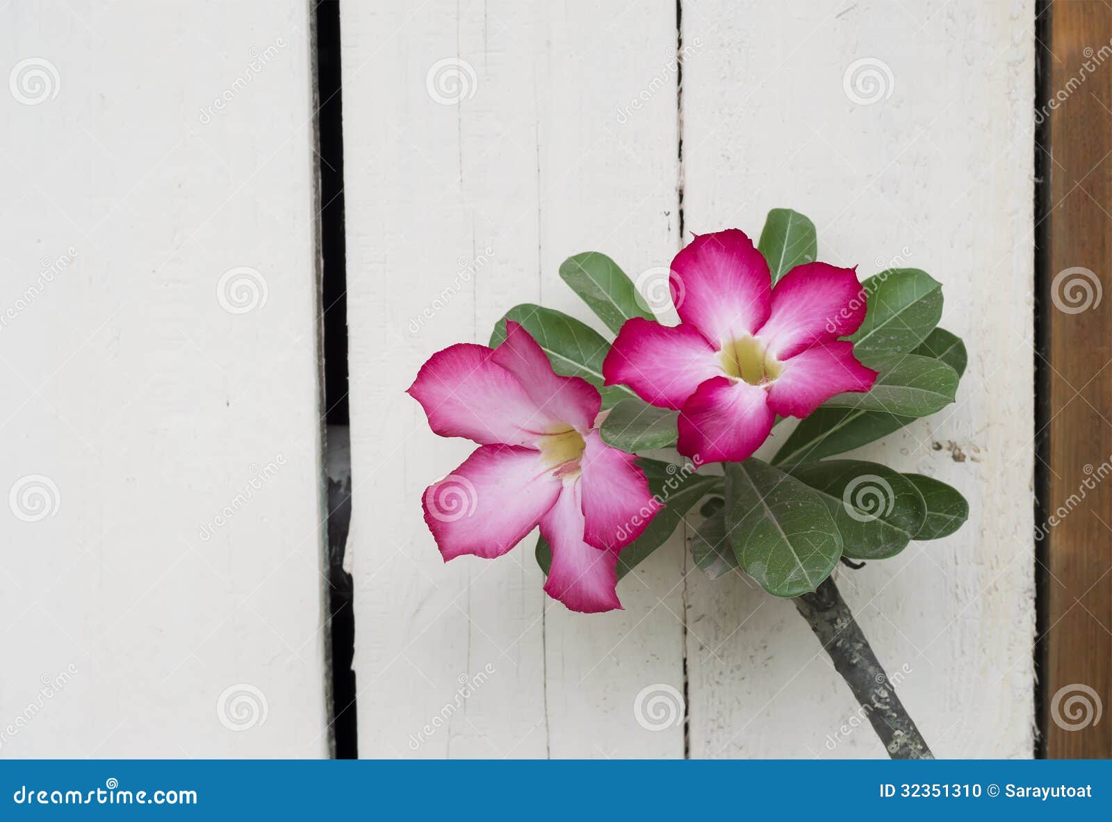 Rose Impala Kordes. Bushy With Double And Attractive Filled Flowers ...