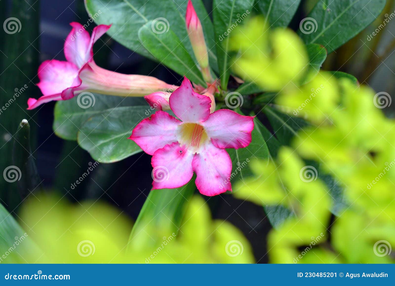 Pink desert rose stock image. Image of colorful, sabi - 230485201