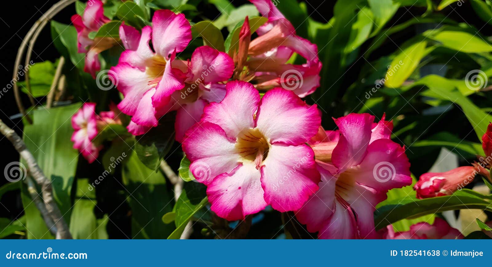 Pink desert roses stock photo. Image of background, greengrowth - 182541638