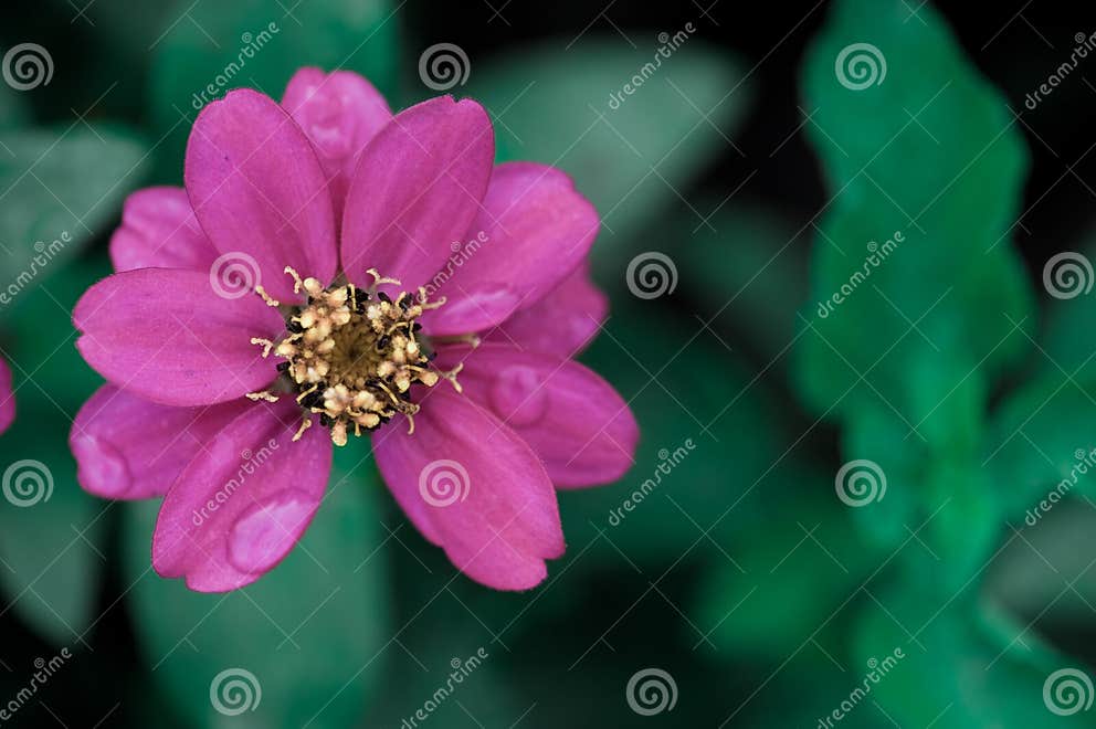 Pink dew stock photo. Image of park, autumn, flower, wonderful - 12159480