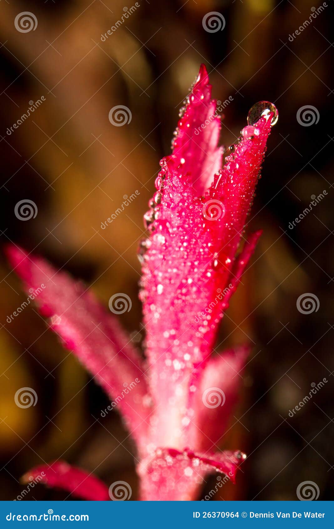 Pink dew stock photo. Image of spring, fresh, color, water - 26370964