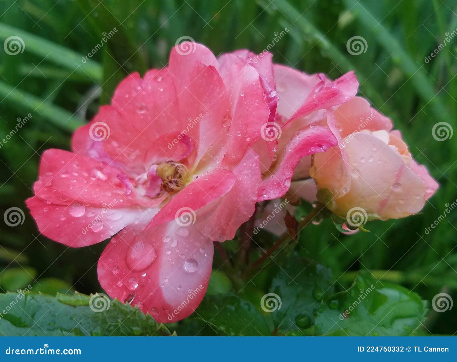 Pink Dew Drop 1 stock photo. Image of flower, plant - 224760332