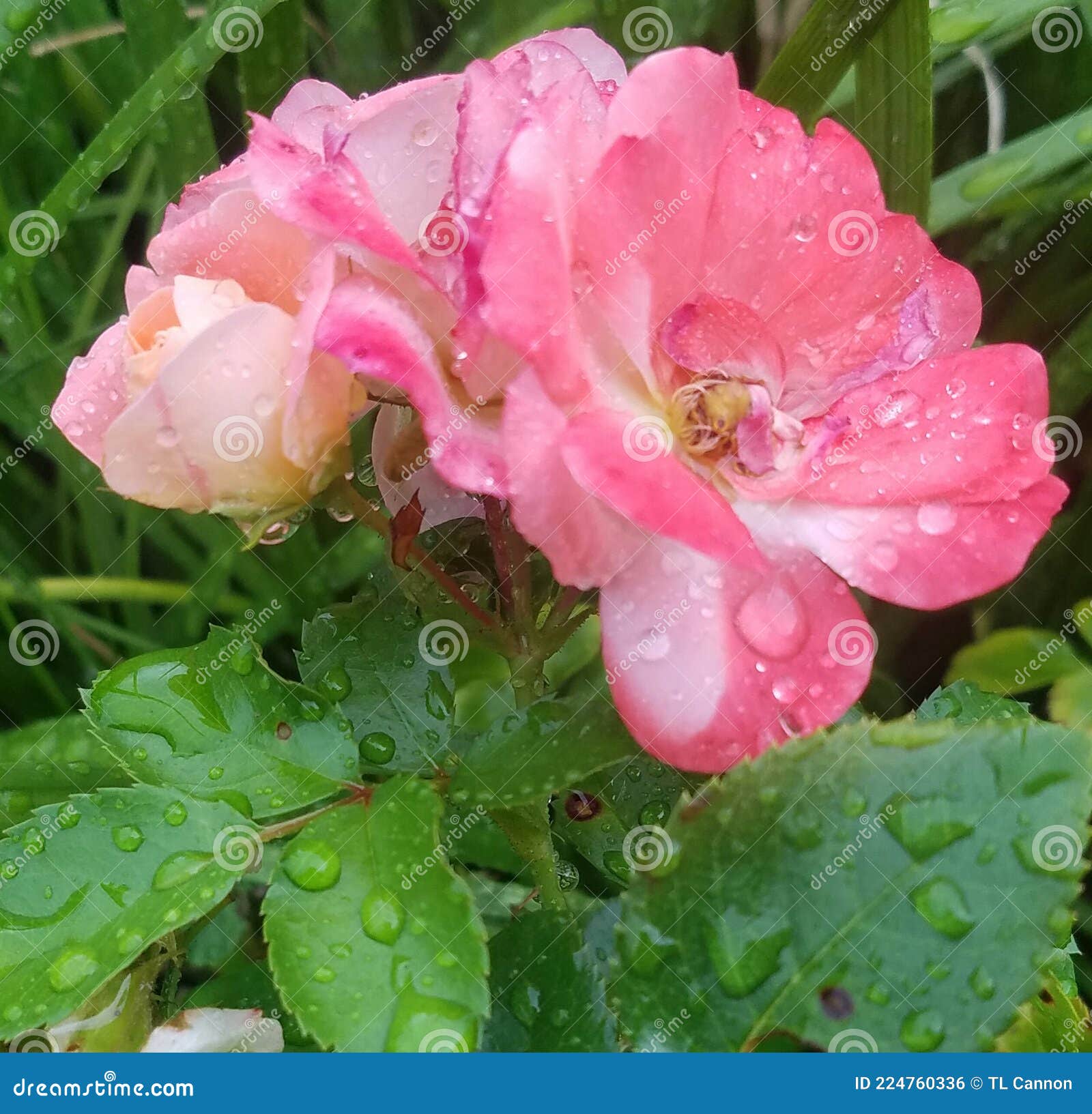 Pink Dew Drop 2 stock photo. Image of leaf, produce - 224760336