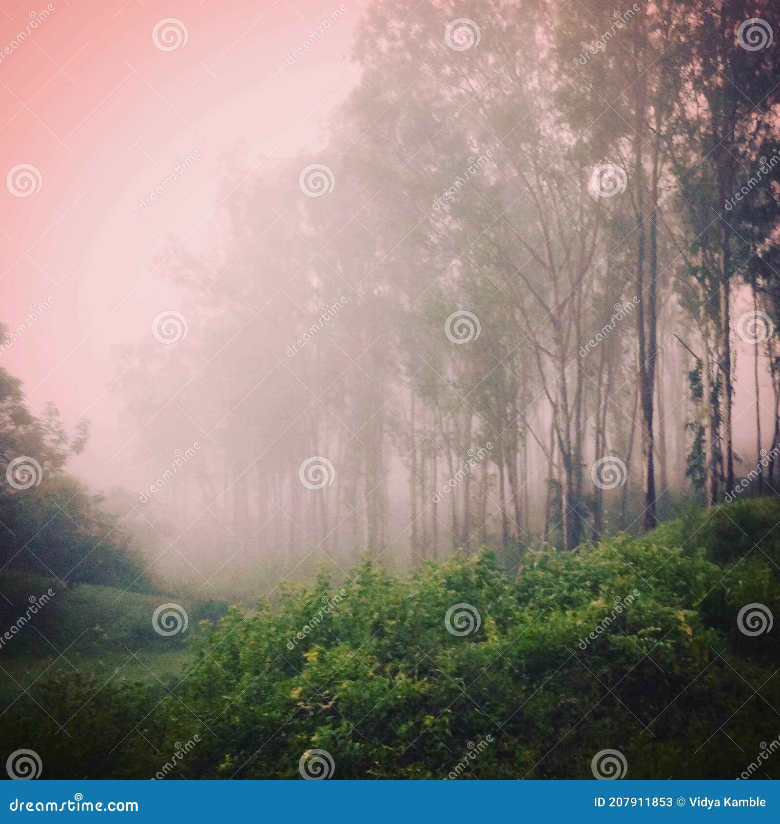 Pink Dewey Forest stock image. Image of trees, forest - 207911853