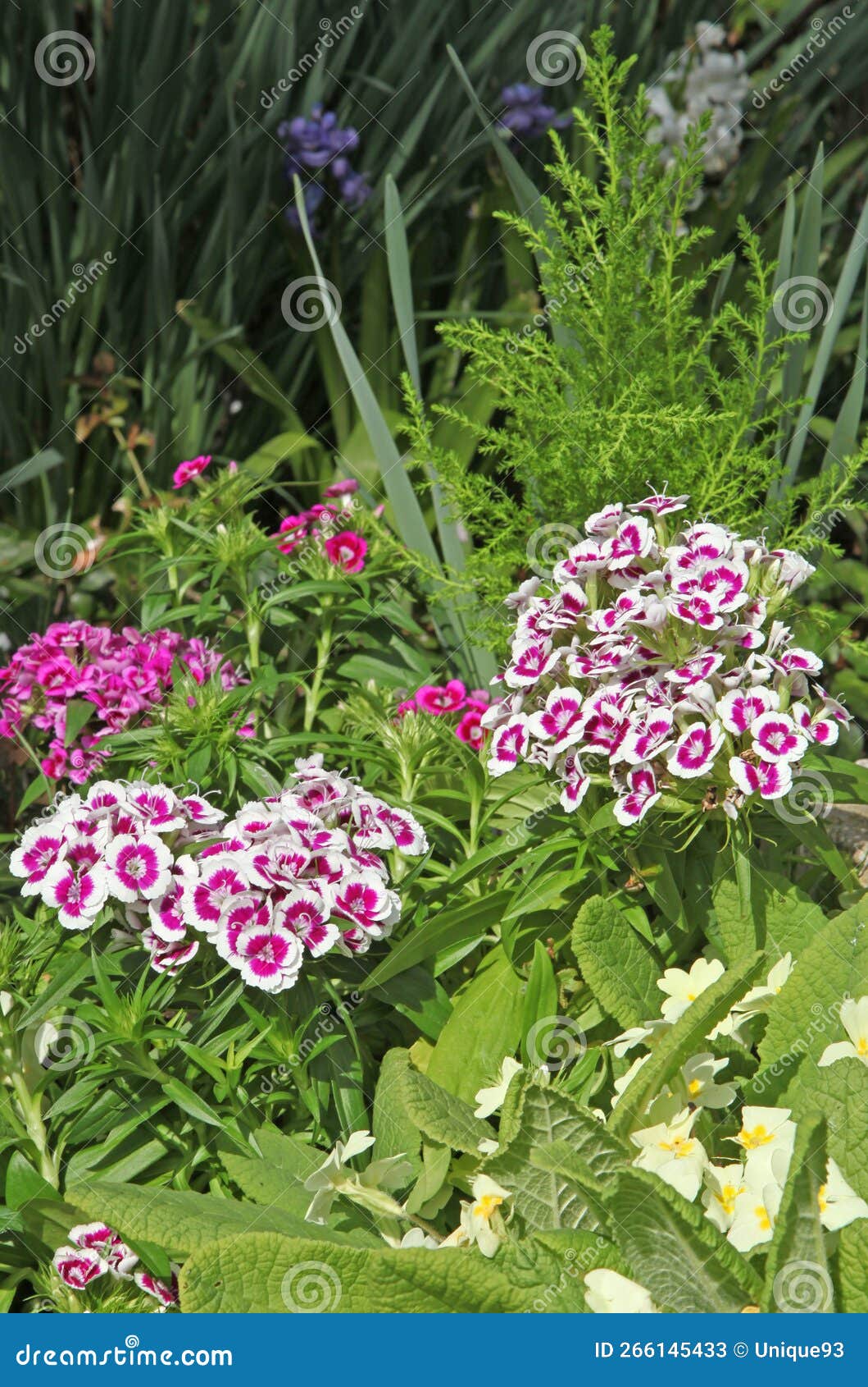 Pink Dianthus Barbatus in a Flowerbed Stock Image - Image of colors ...