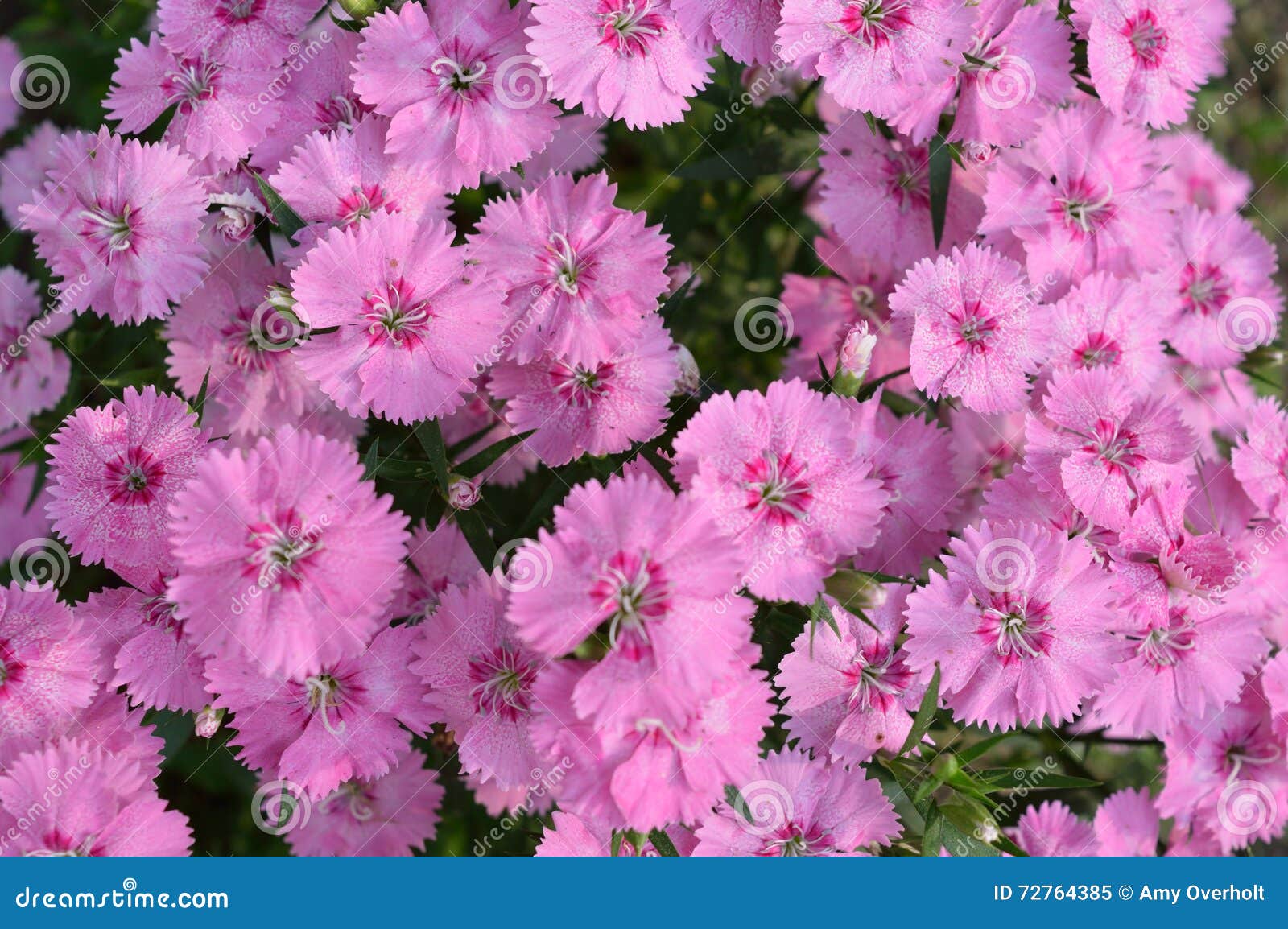 Pink dianthus stock image. Image of pink, petals, caryophyllales - 72764385