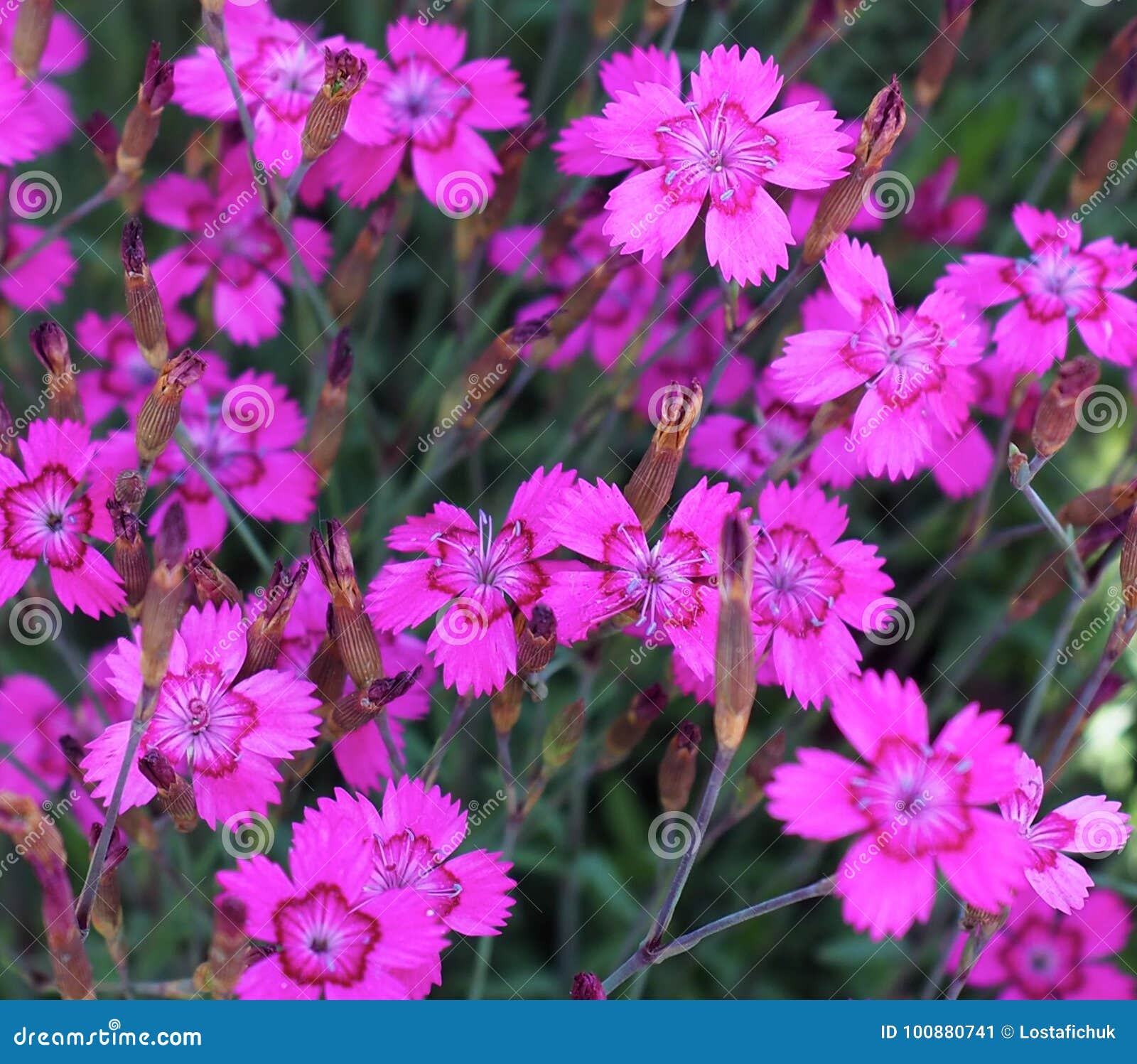Pink Dianthus stock image. Image of botanical, carnation - 100880741