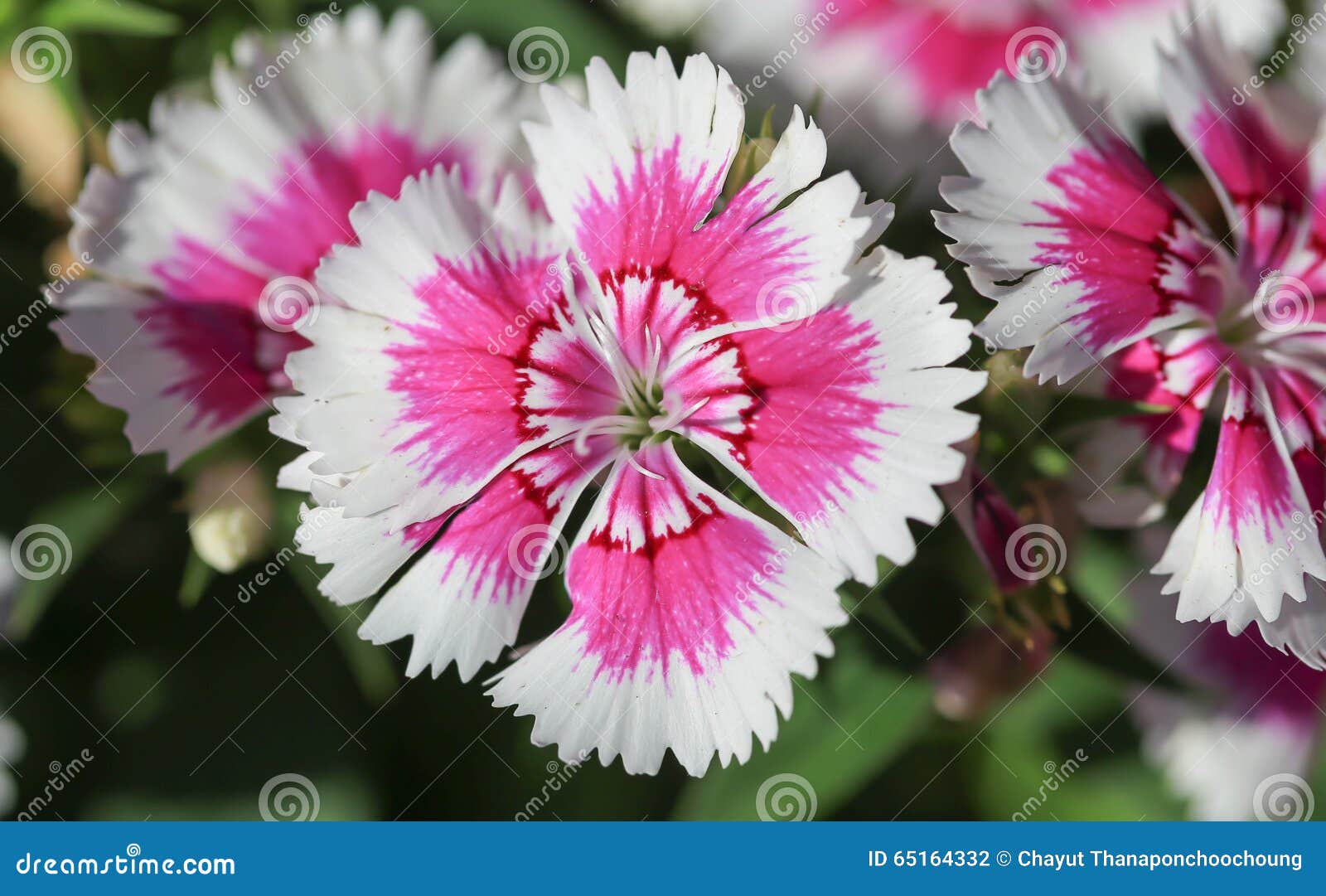 Pink dianthus flower stock photo. Image of white, vivid - 65164332